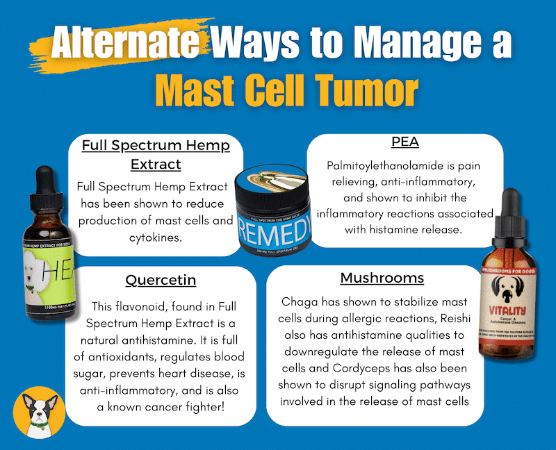 Mast Cell Tumors in Dogs - Causes, Symptoms, Natural Remedies